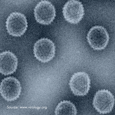 IZS - Focolaio di forma neurologica da EHV 1 al CES Valencia Spring ...